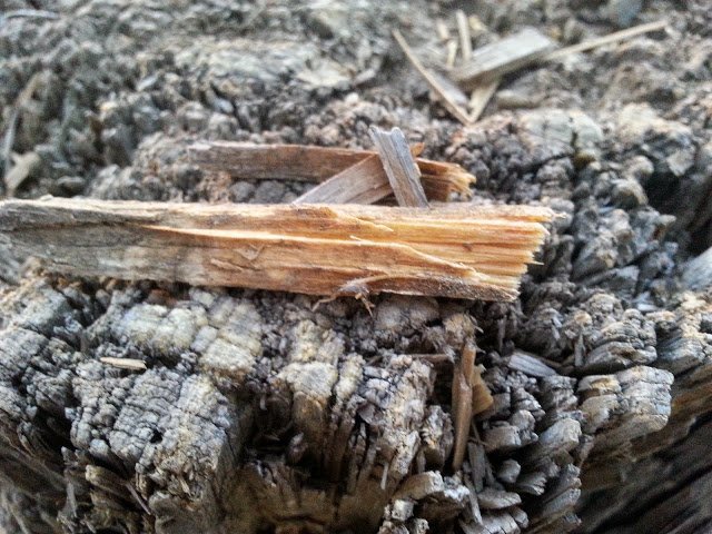 Finding and Using Fatwood as Tinder - Realistic Preparedness - Disaster ...